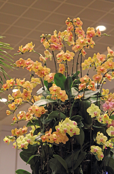 Java - Ankomst til Yogyakarta